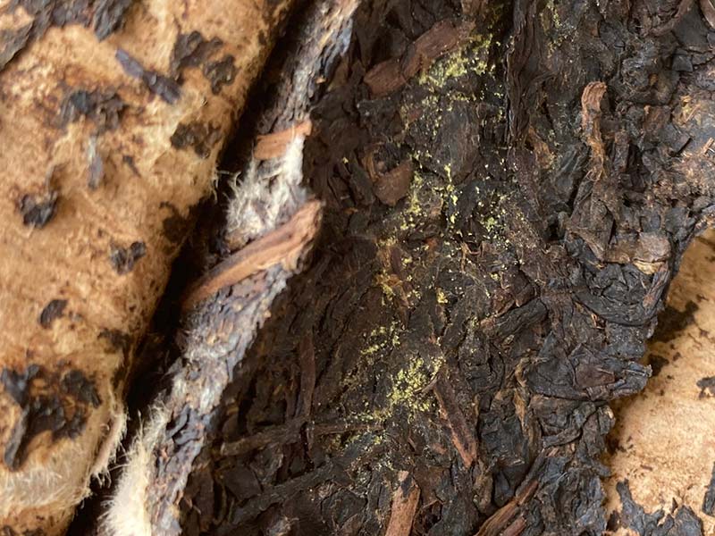 Eurotium cristatum (Golden Flower) | GoodTea.eu